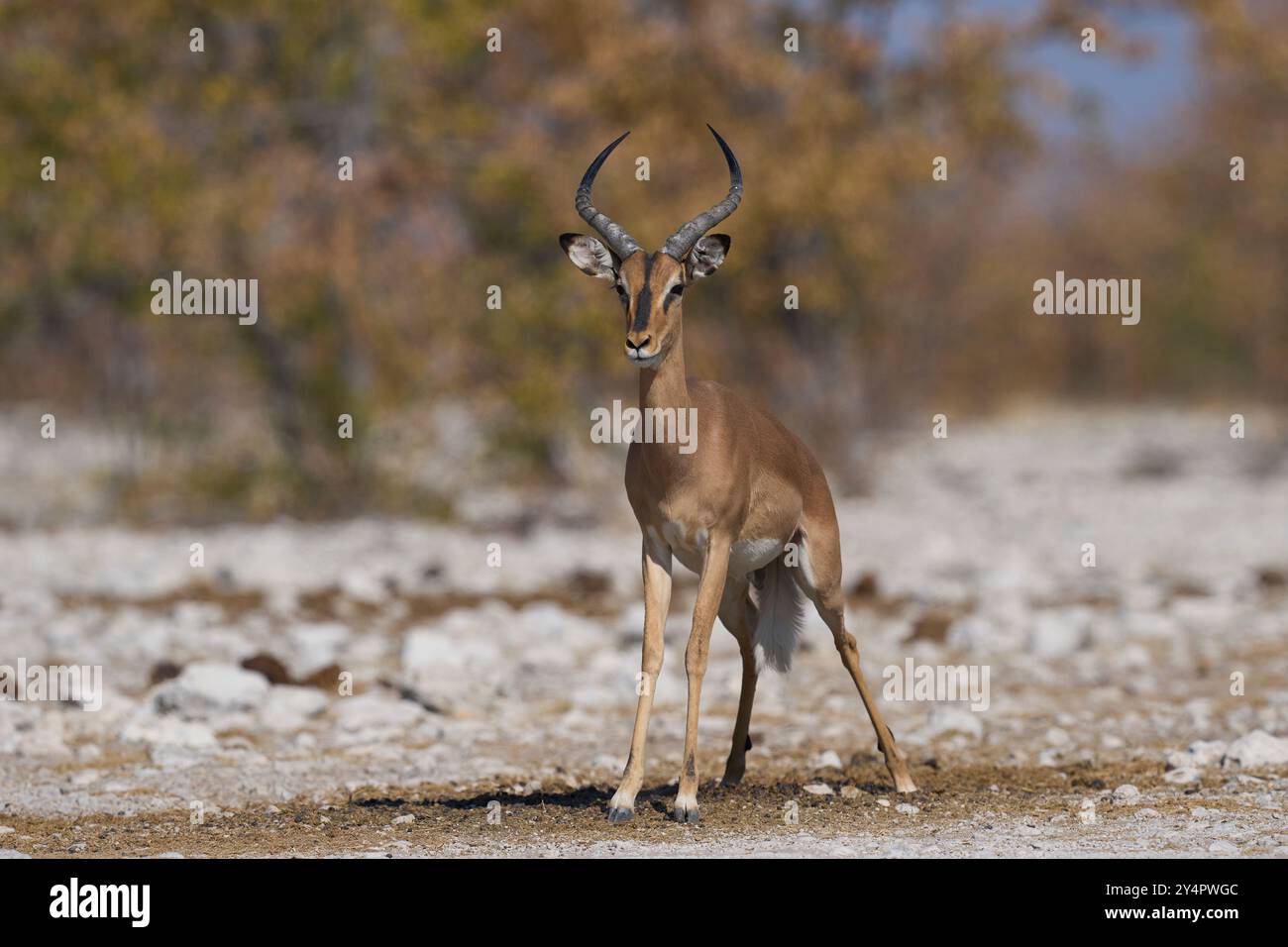 Male Black-faced Impala (Aepyceros melampus petersi) marking its ...