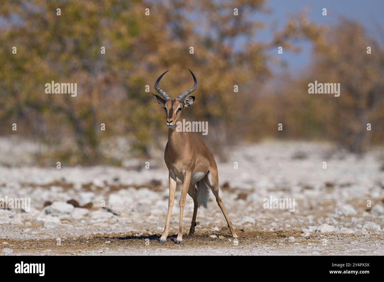 Male Black-faced Impala (Aepyceros melampus petersi) marking its ...