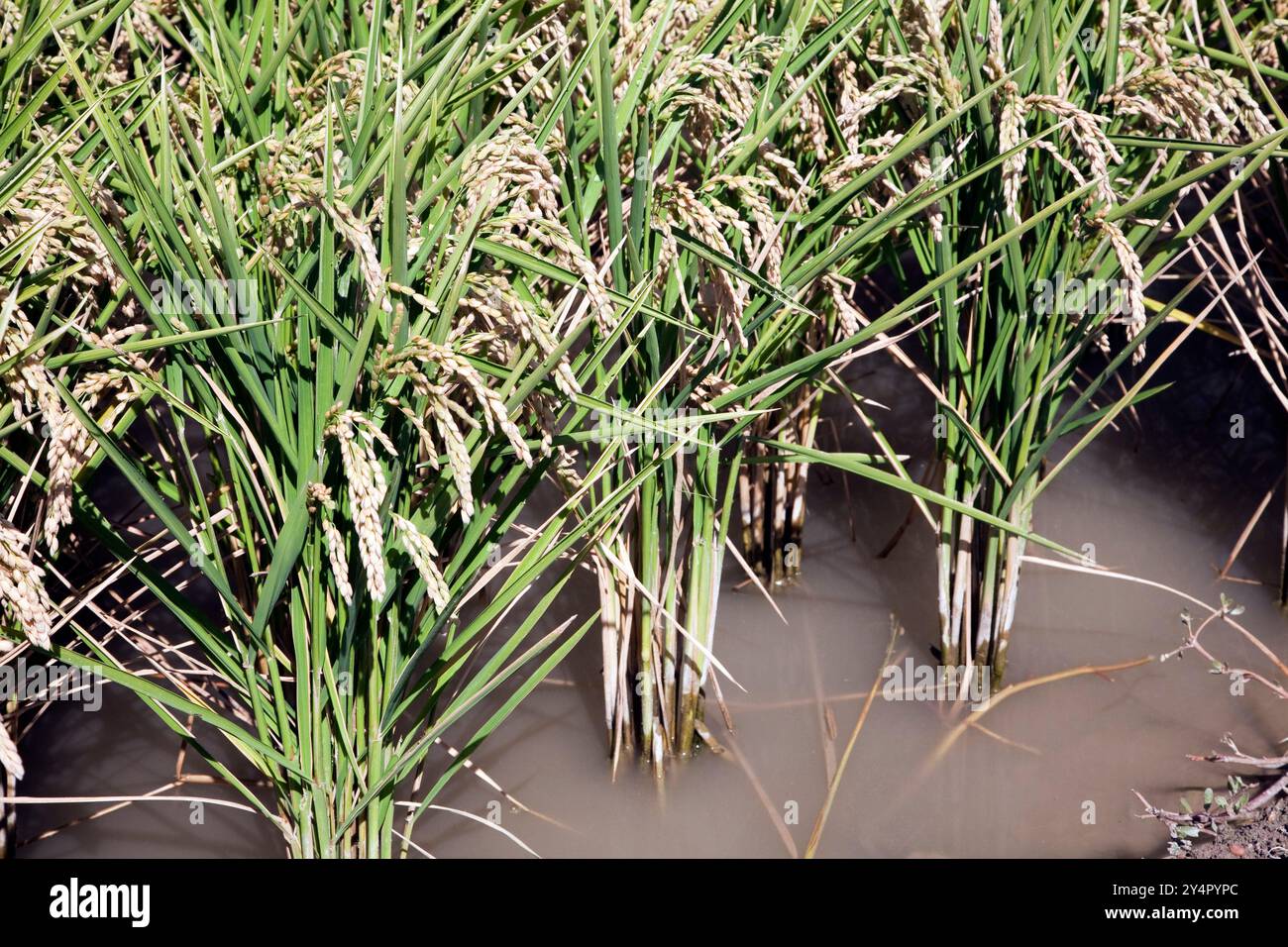Golden rice plants thrive in flooded fields of Isla Mayor, showcasing ...