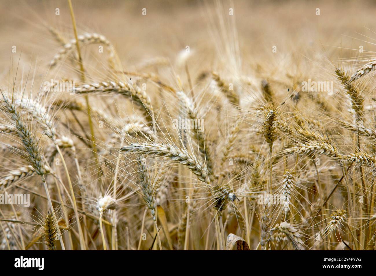 Golden wheat spikes sway gently in the warm summer breeze across ...