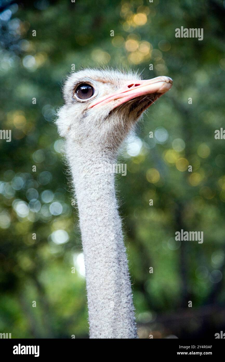 An ostrich head showcases its unique features against a blurred green ...