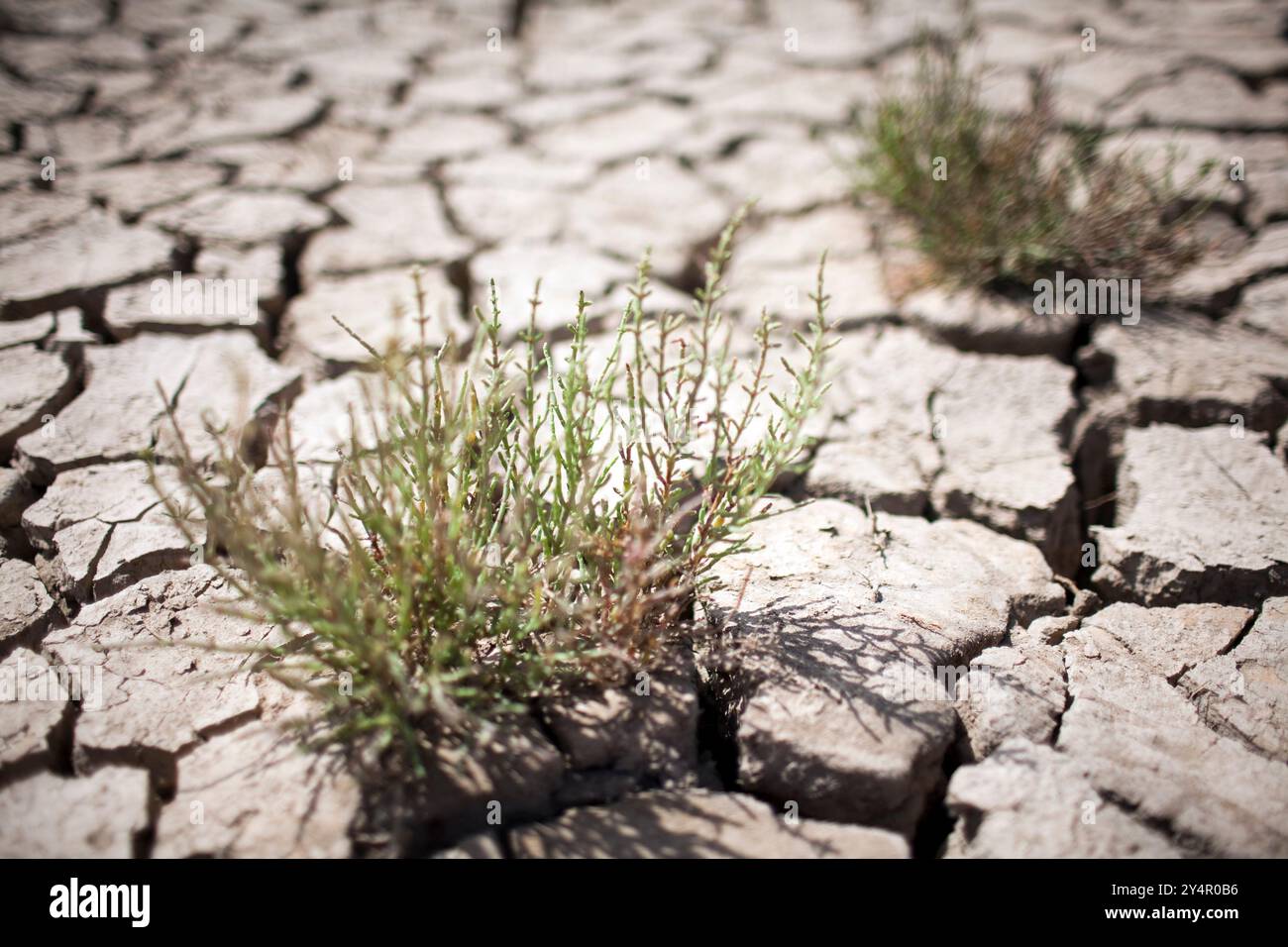 The dried marshland in Sanlucar de Barrameda features cracked soil with ...