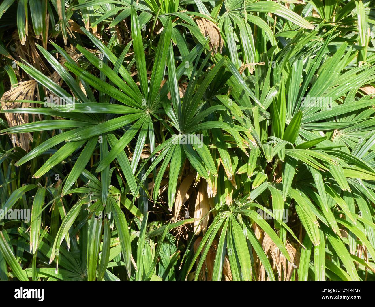 The Bamboo palm or Lady palm tree (Rhapis excelsa). Parque de La Paloma ...