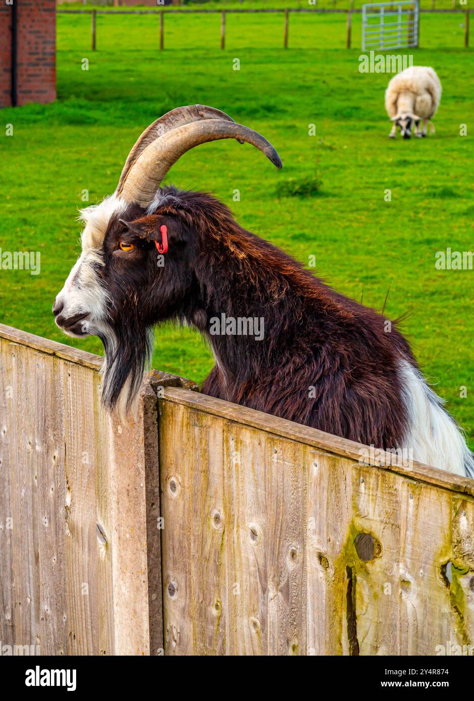 Domestic goat looking over fence hi-res stock photography and images ...