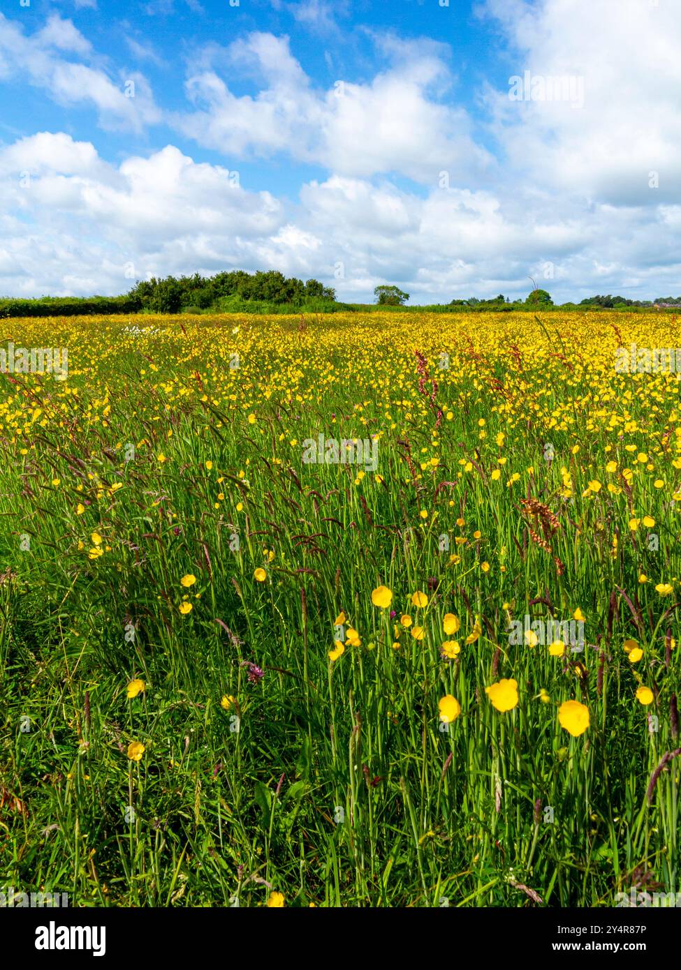 Yellow buttercups growing in a wildflower meadow in early summer at ...