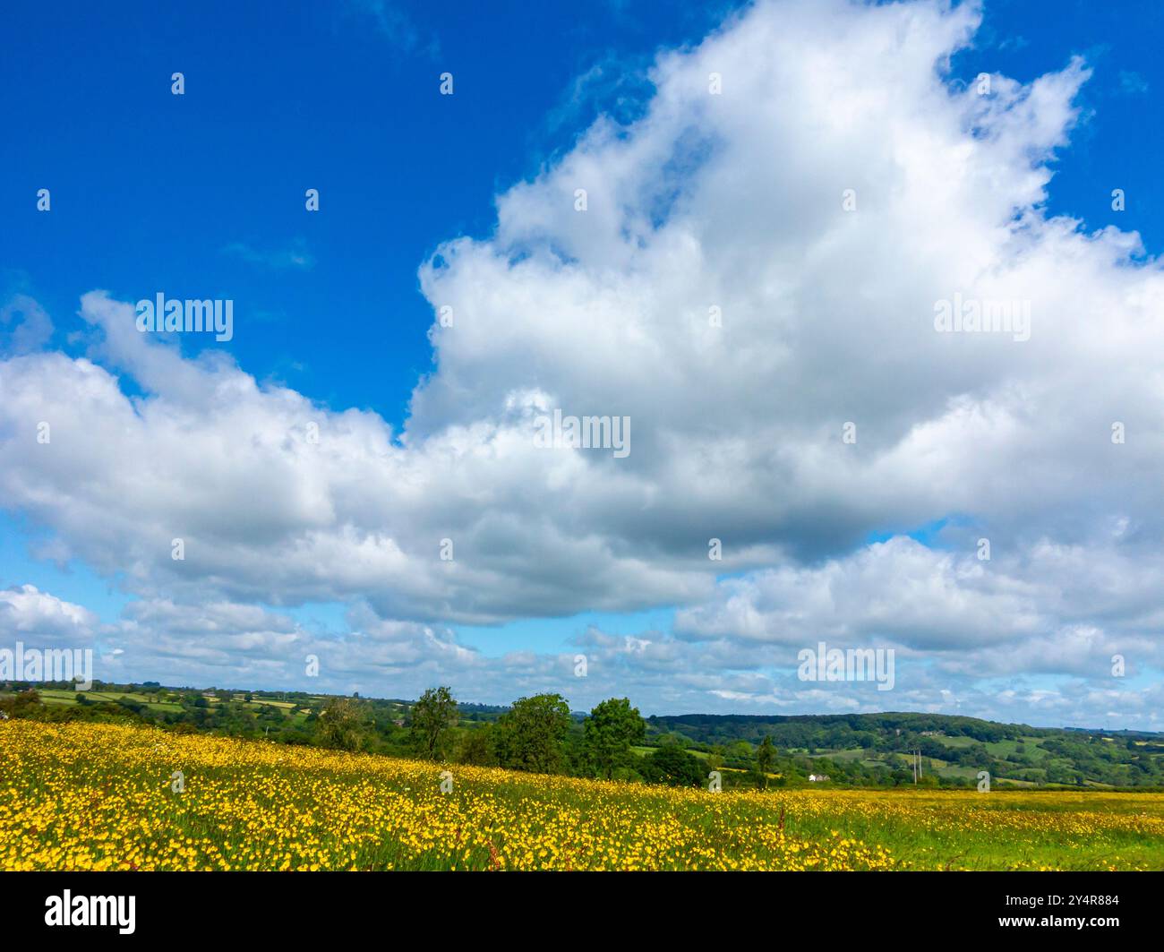 Yellow buttercups growing in a wildflower meadow in early summer at ...