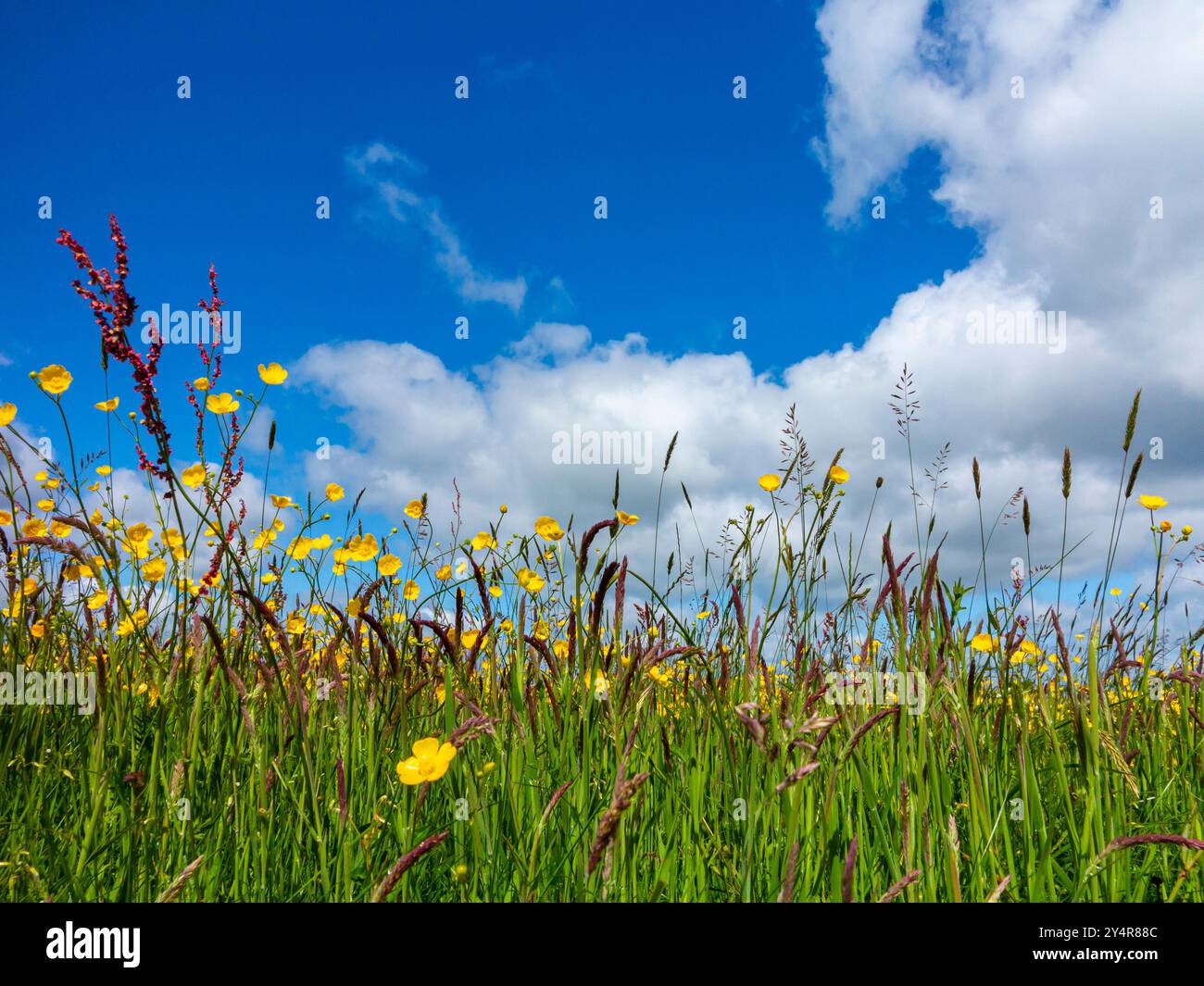 Yellow buttercups and grasses growing in a field in summer with blue ...