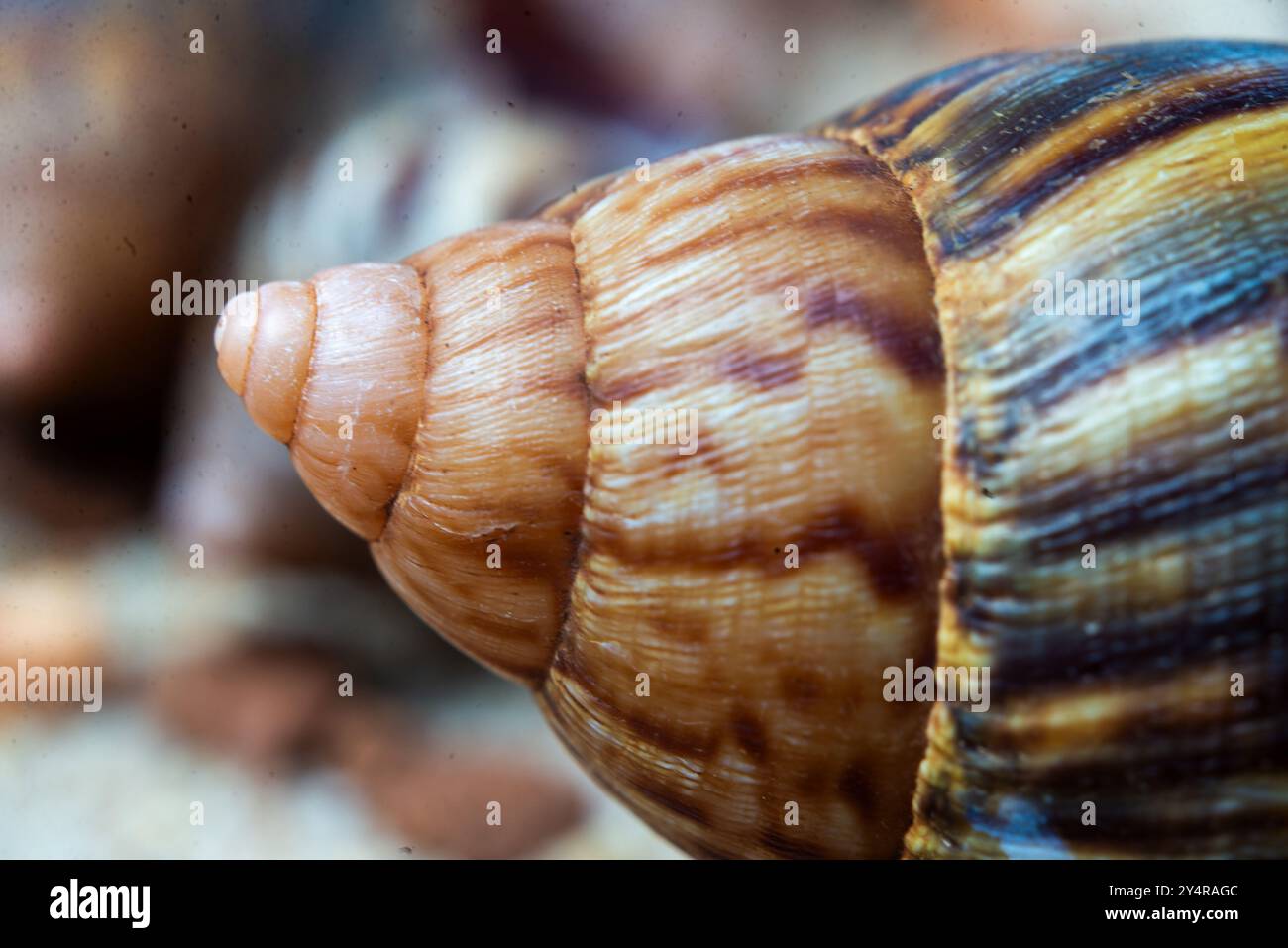 A Close up of a snail shell Stock Photo - Alamy