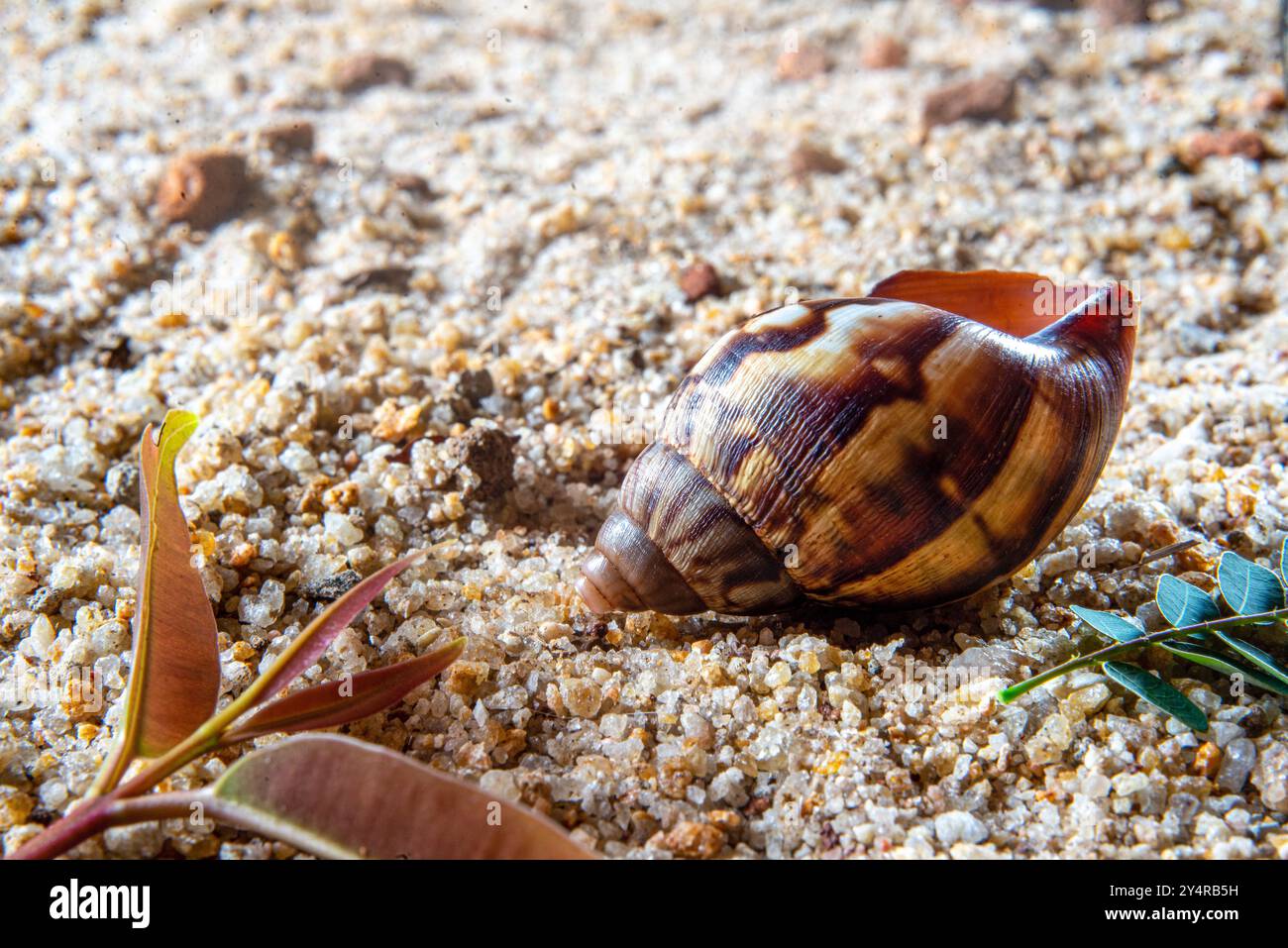 Snail on the beach Stock Photo - Alamy