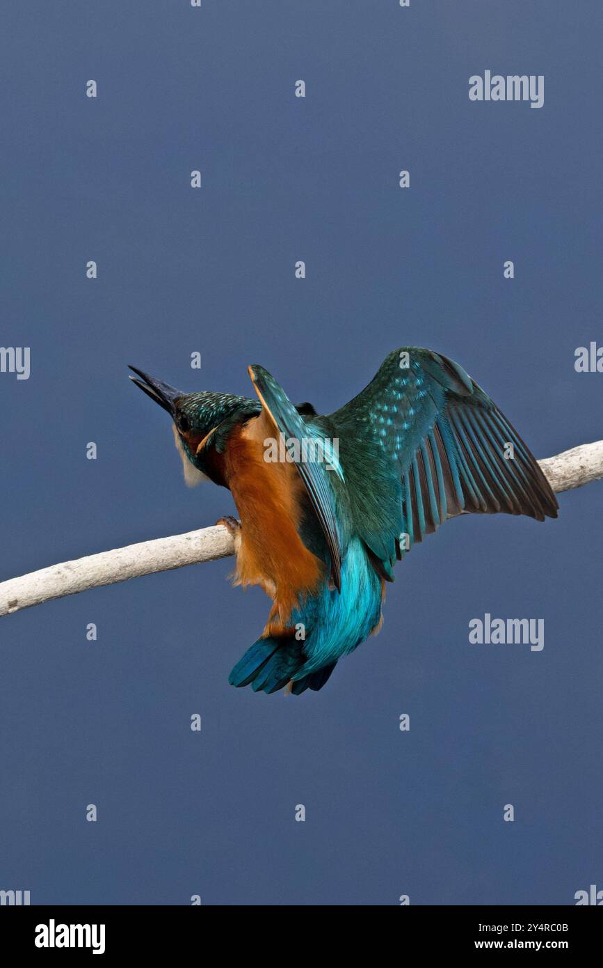Common Kingfisher (Alcedo atthis) males threatening display Suffolk August 2024 Stock Photo - Alamy