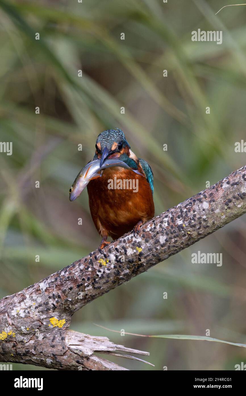Common Kingfisher (Alcedo atthis) with juvenile Perch (Perca ...