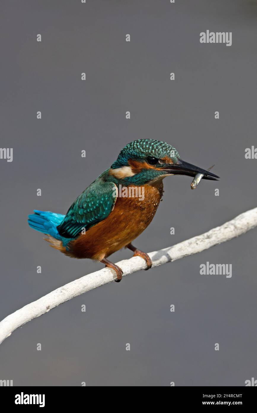 Common Kingfisher (Alcedo atthis) with fish fry Common Roach (Rutilus ...