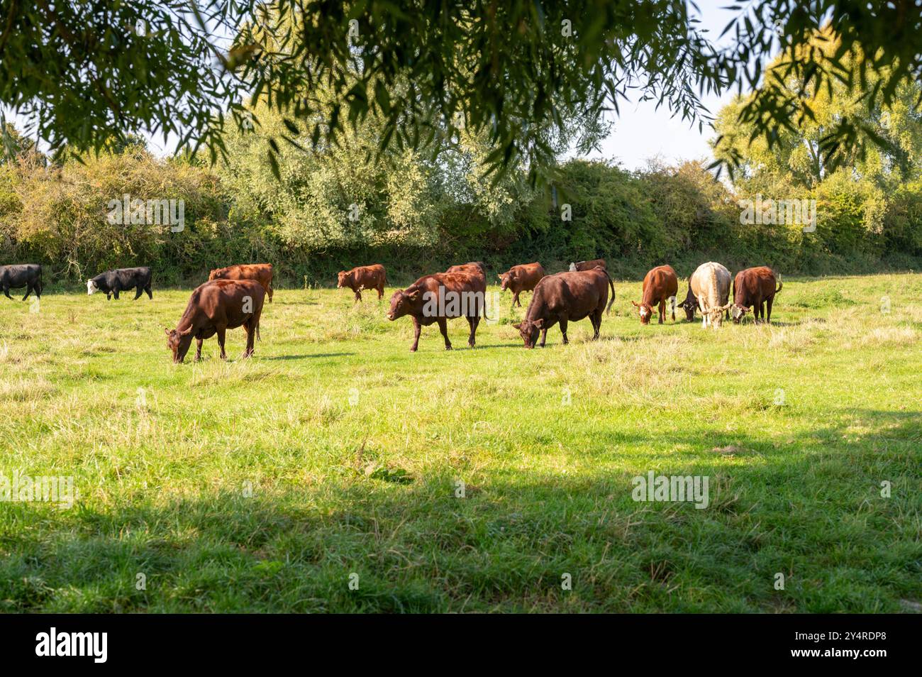 Grantchester uk hi-res stock photography and images - Alamy Grantchester uk hi-res stock photography and images - Alamy