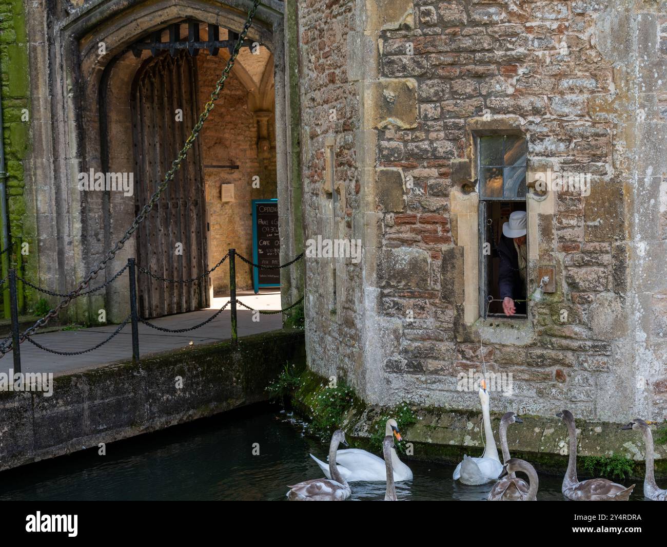 September 2024 - The well known swans pulling the bell at feeding time ...