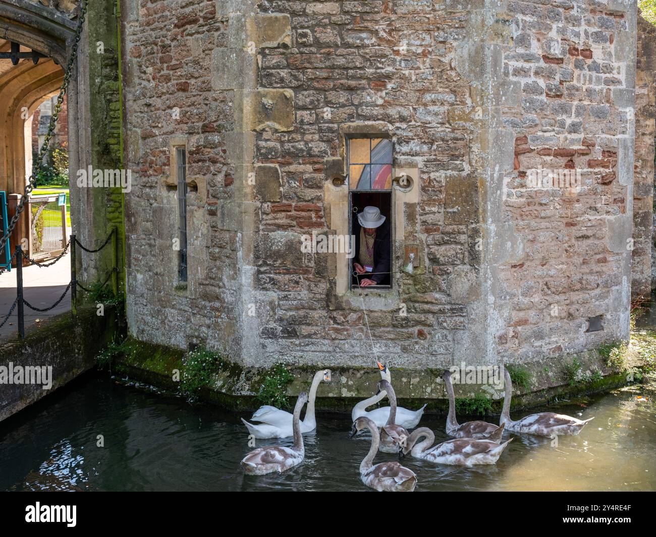 September 2024 - The well known swans pulling the bell at feeding time ...