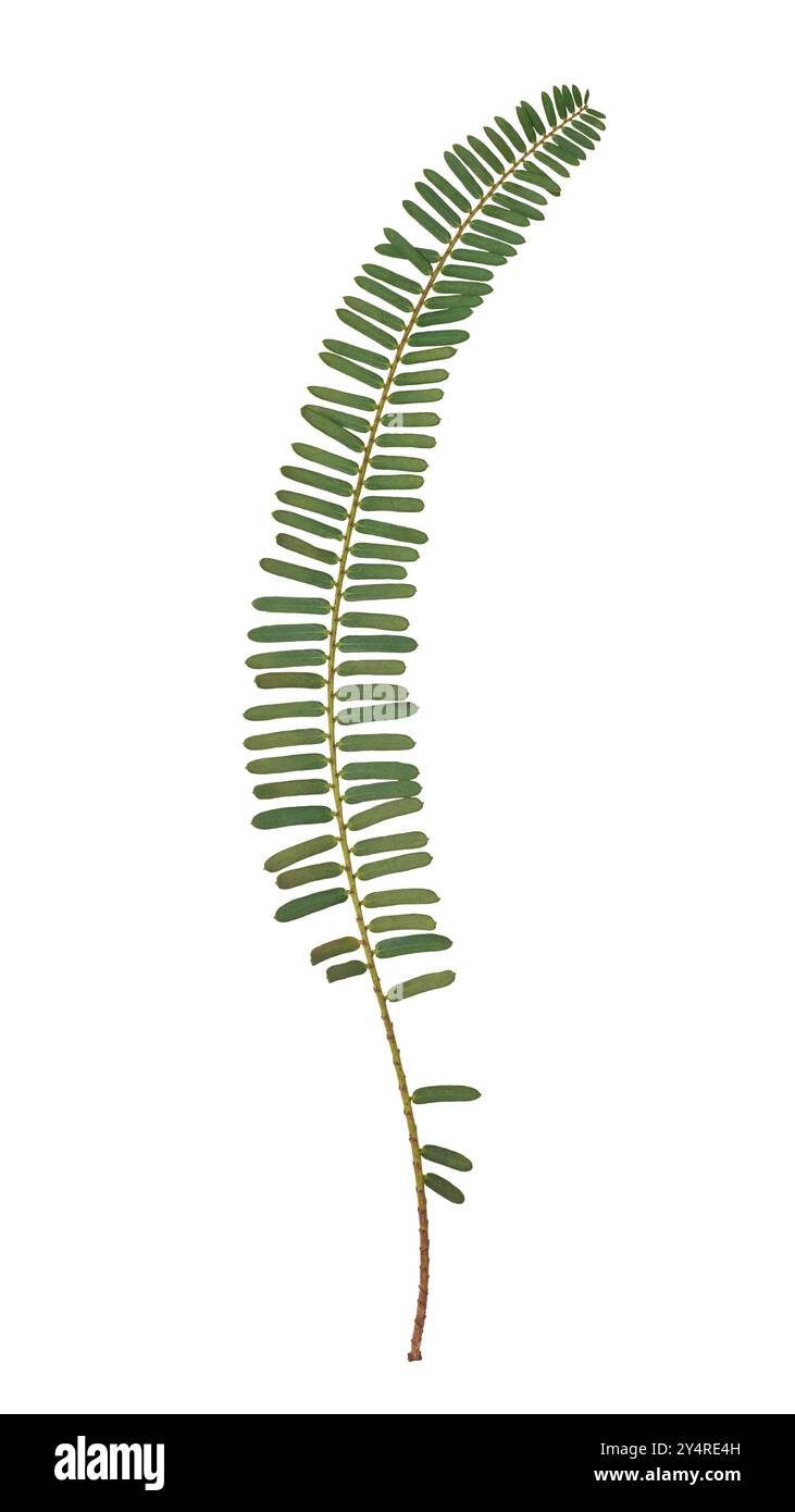 amla or indian gooseberry tree leaf isolated white background, feathery ...