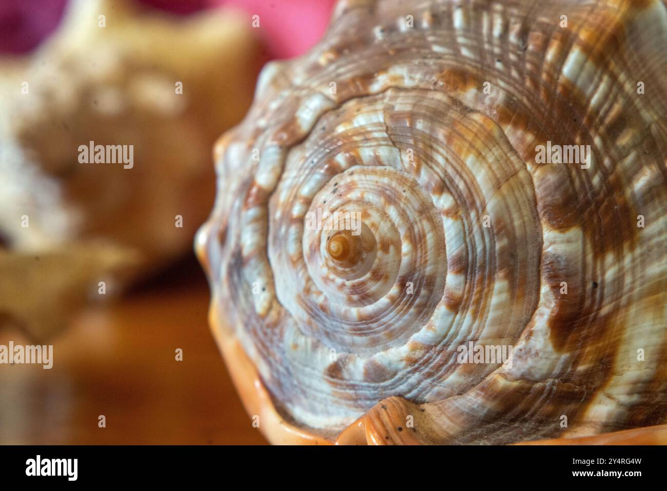 Creative sea shell photography hi-res stock photography and images - Alamy