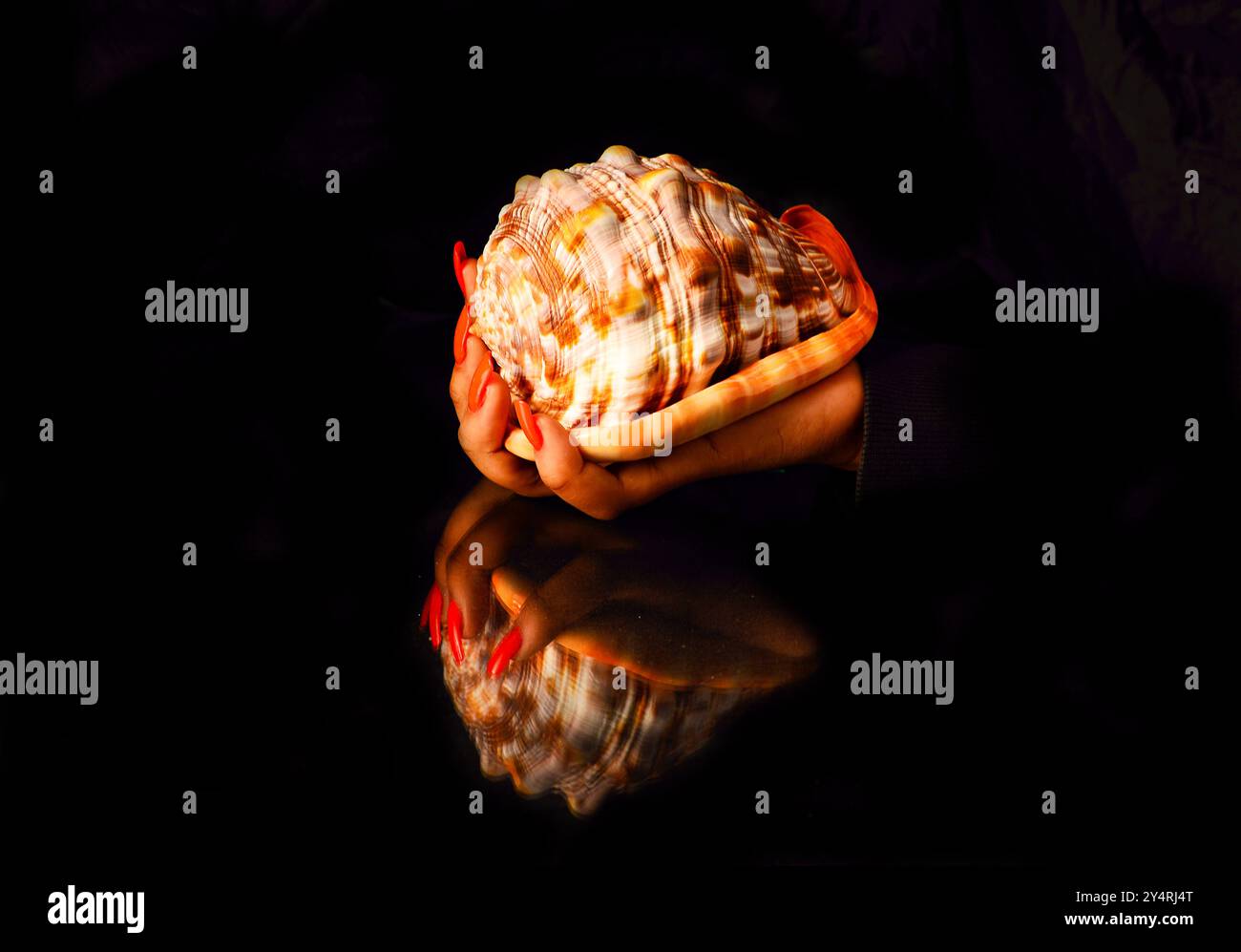 Creative sea shell photography hi-res stock photography and images - Alamy