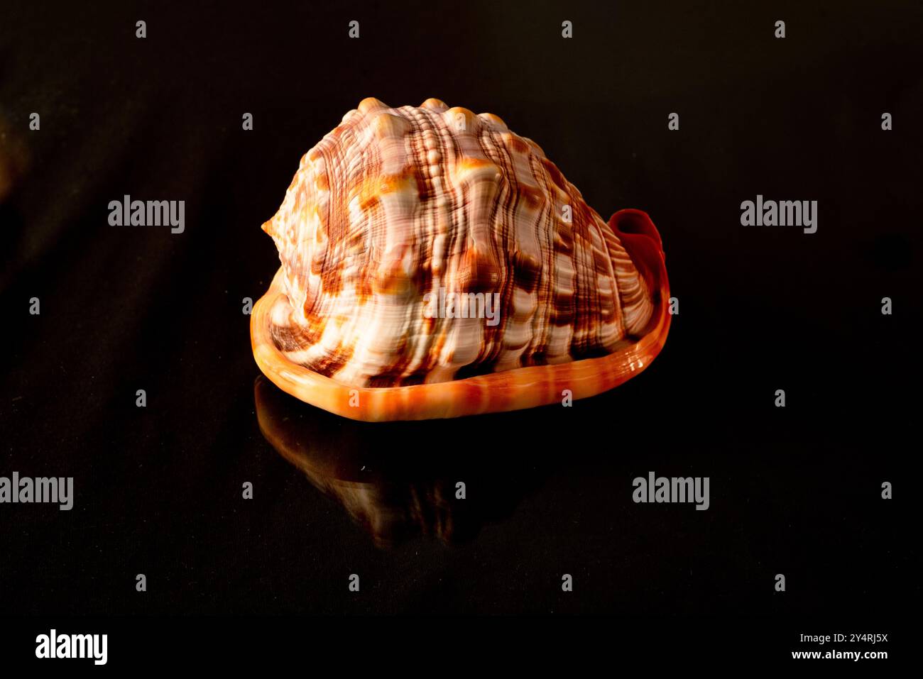 Creative sea shell photography hi-res stock photography and images - Alamy