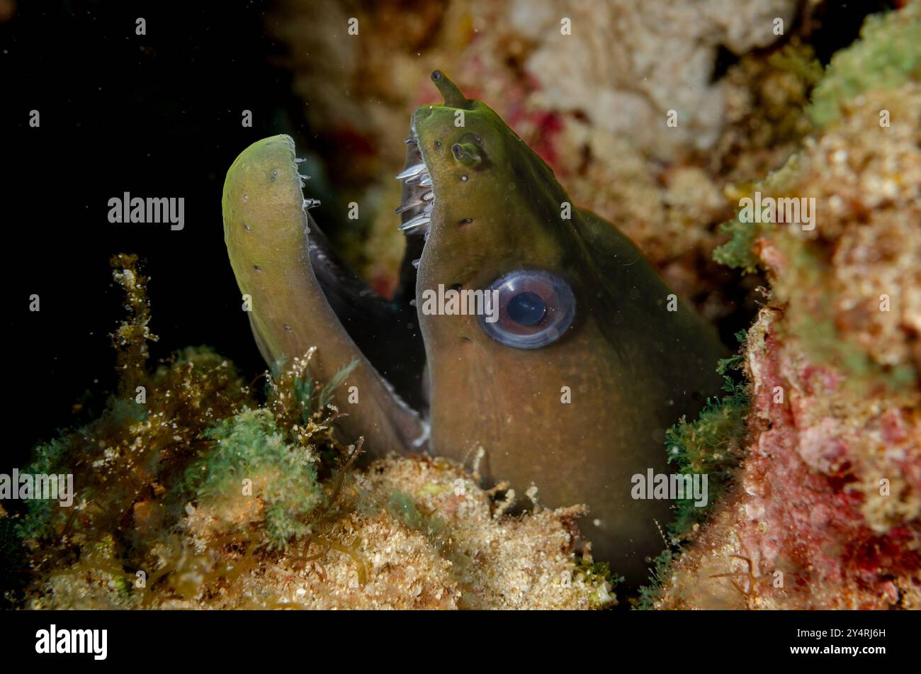 Giant moray, Gymnothorax javanicus, Murenidae, Malindi Marine National ...