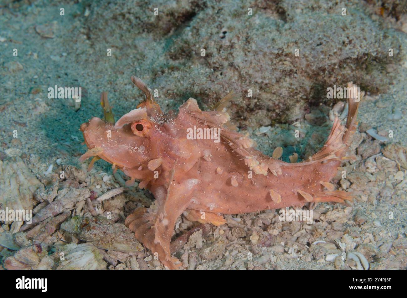 Eschmeyer's Scorpionfish, Rhinopias eschmeyeri, Scorpenidae, Malindi ...