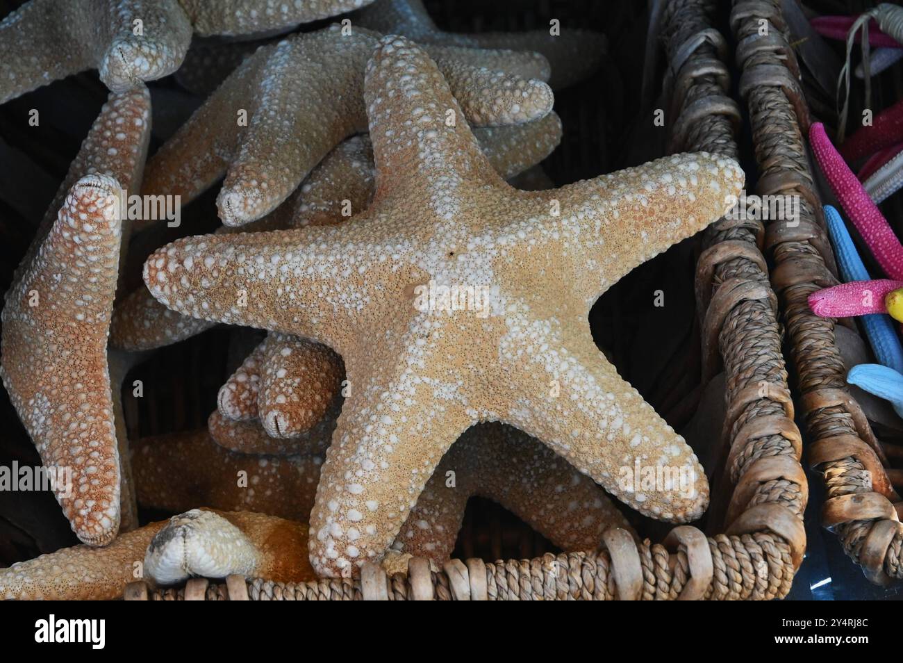 Schlangensternen hi-res stock photography and images - Alamy