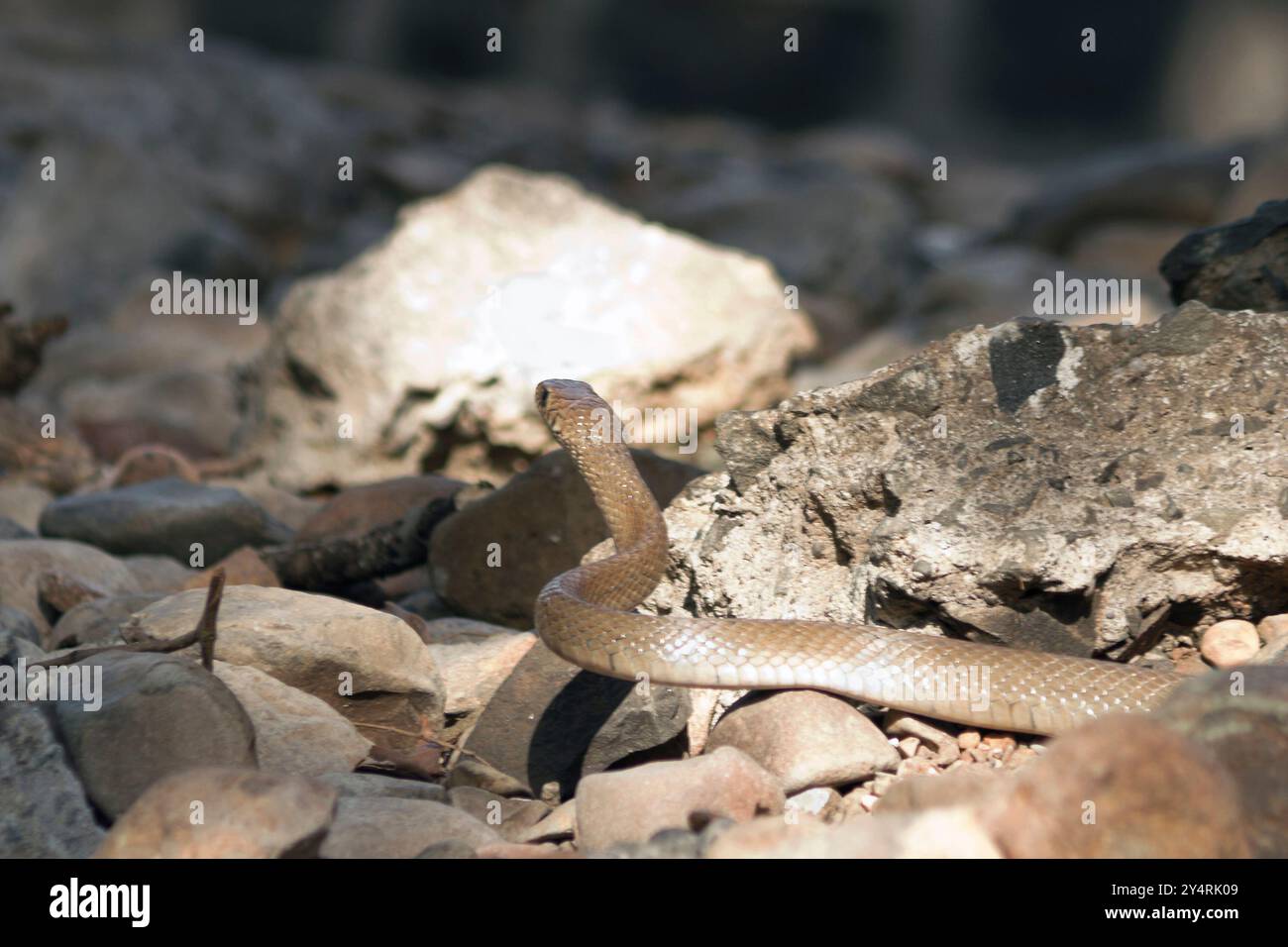 Borivali, Maharashtra / India - November 18, 2007: The view of the ...