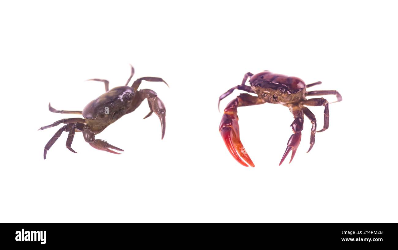 Cut out of rice field crab with accurate clipping paths, set against a ...