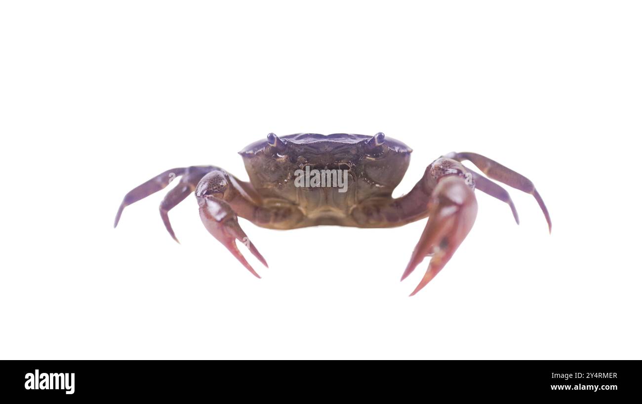 Cut out of rice field crab with accurate clipping paths, set against a ...