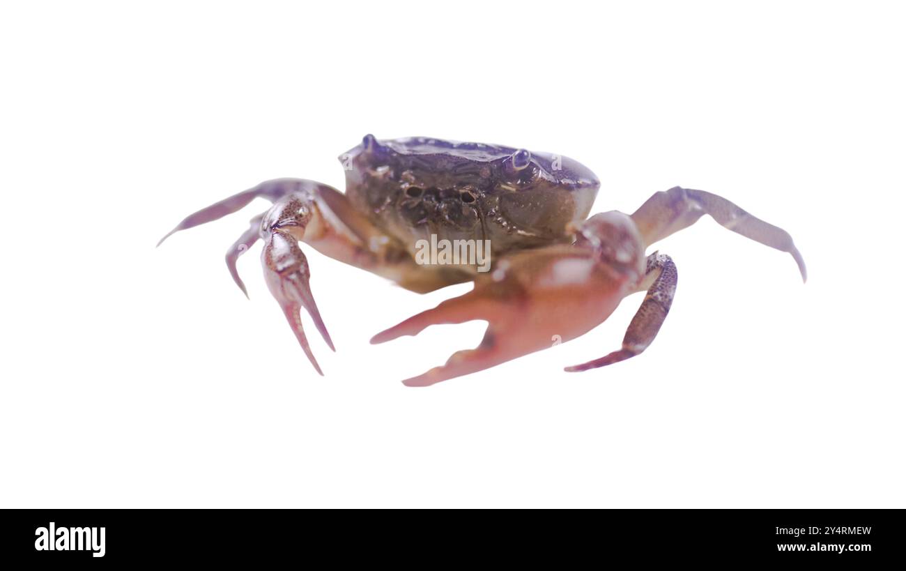 Cut out of rice field crab with accurate clipping paths, set against a white background ...