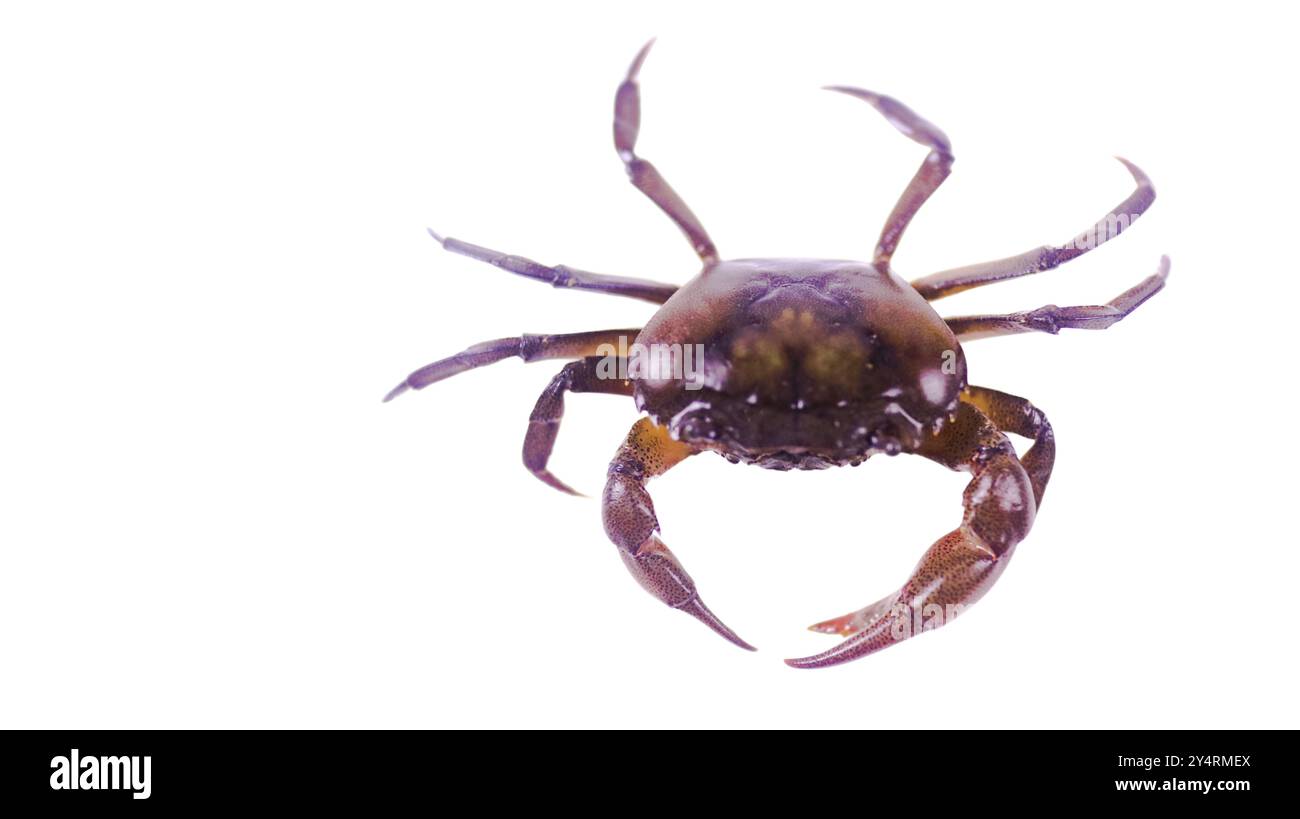 Cut out of rice field crab with accurate clipping paths, set against a ...