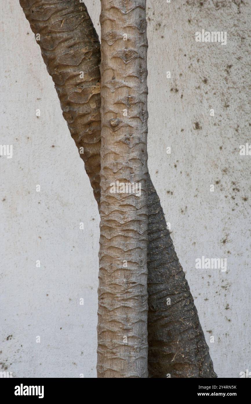 Dadar, Maharashtra / India - April 6, 2008 : A close up of the tree ...