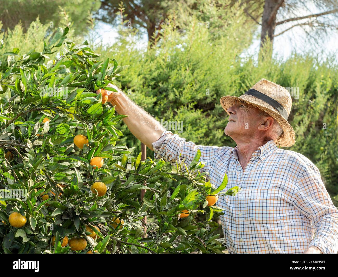 Handpicked oranges hi-res stock photography and images - Alamy