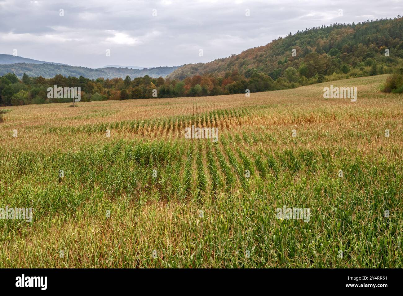 Autumn landscape with corn field and forest Stock Photo - Alamy