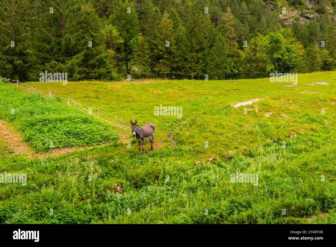 TARVISIO, ITALY – JULY 23, 2024: A donkey in the Park of the Prealpi ...