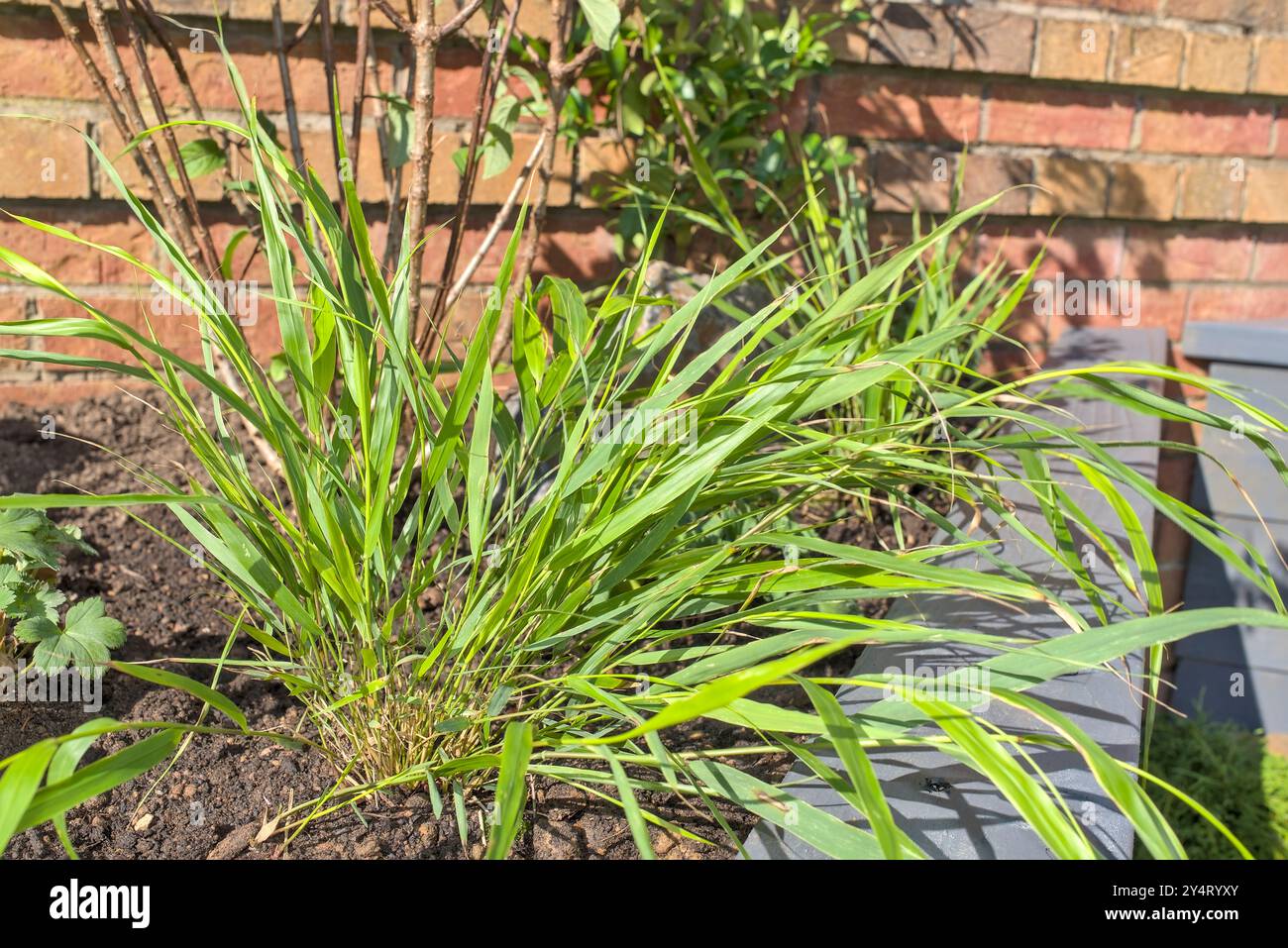 Japanese forest grass hi-res stock photography and images - Alamy
