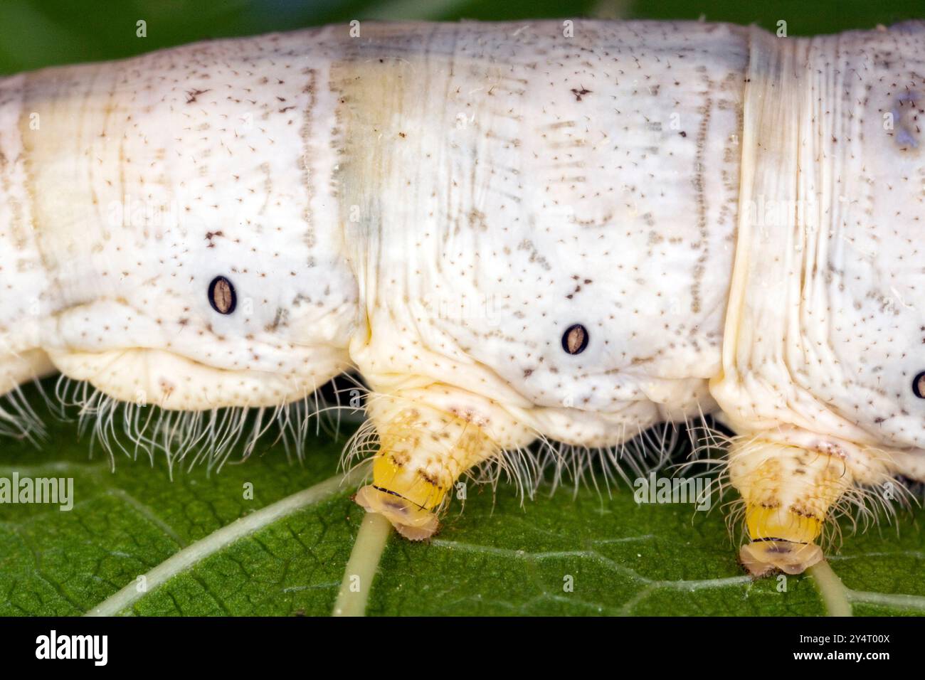 A close-up of a silk worm caught in its natural habitat in Spain ...
