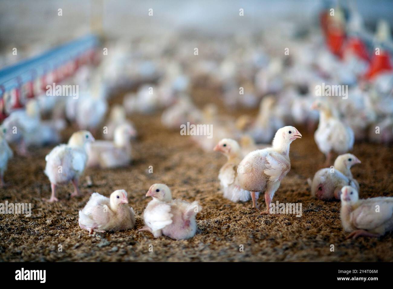 A flock of young chickens thrives in a poultry farm in Villamanrique de ...