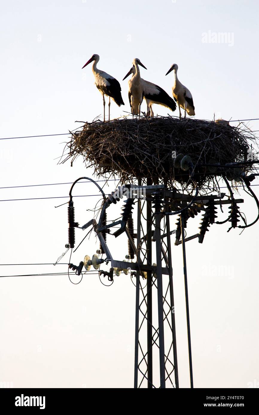 Aerial close up two storks hi-res stock photography and images - Alamy