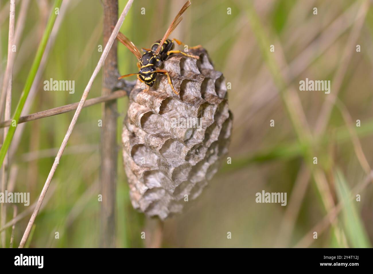 Wasp Apocrita guarding its nest combs offspring, forest Stock Photo - Alamy