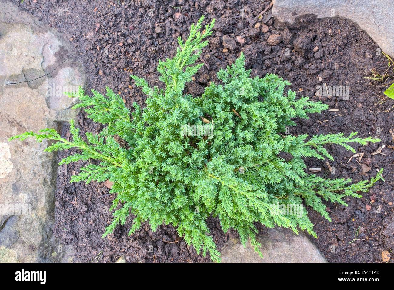 Close up of a Juniperus procumbens evergreen shrub in a rockery with ...
