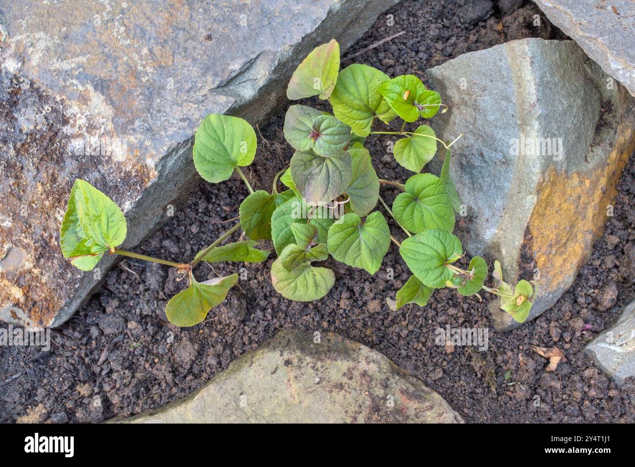 Close up from above of a young Viola labradorica-syn. riviniana ...