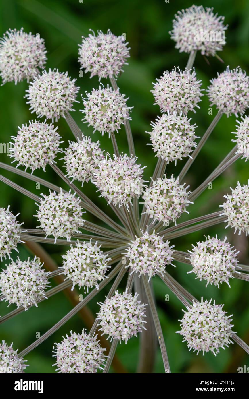 Heracleum spp hi-res stock photography and images - Alamy