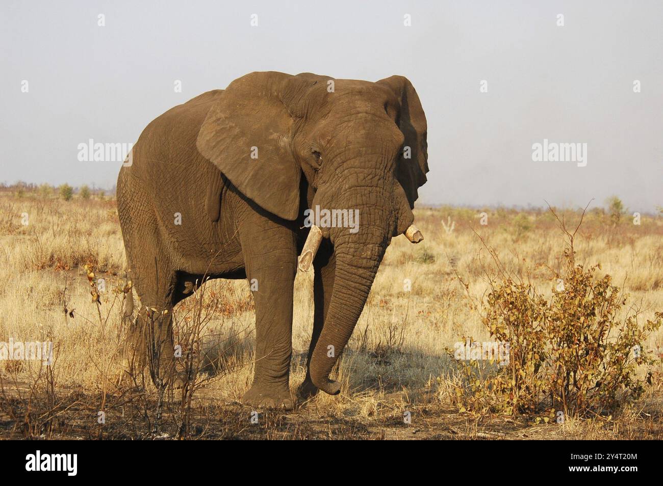 A very old African Elephant in South Africa Stock Photo - Alamy