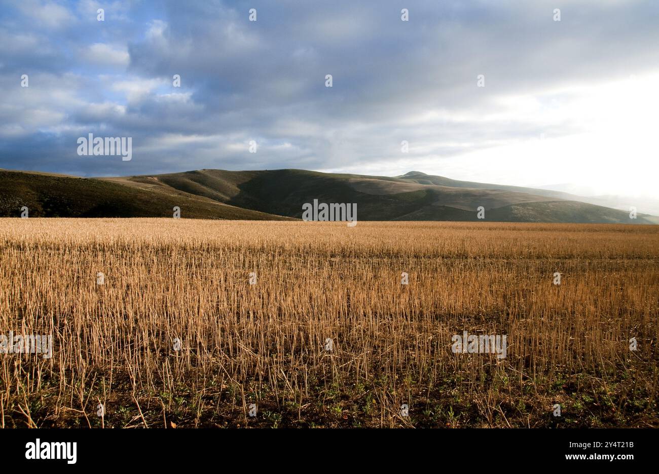 Wheat field after the harvest in the Western Cape, South Africa, Africa ...