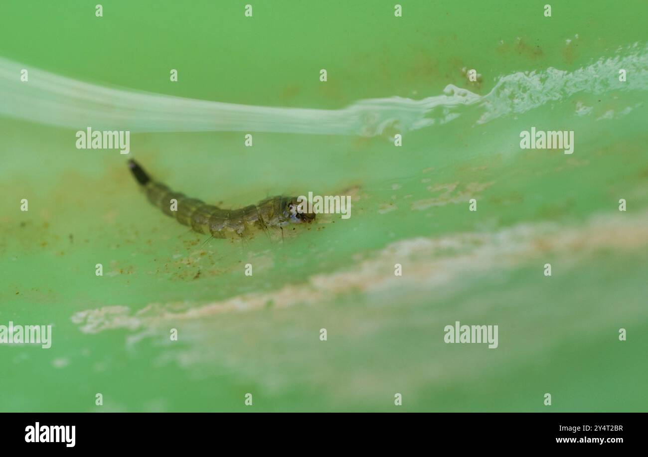 Close up mosquito larva in hi-res stock photography and images - Alamy