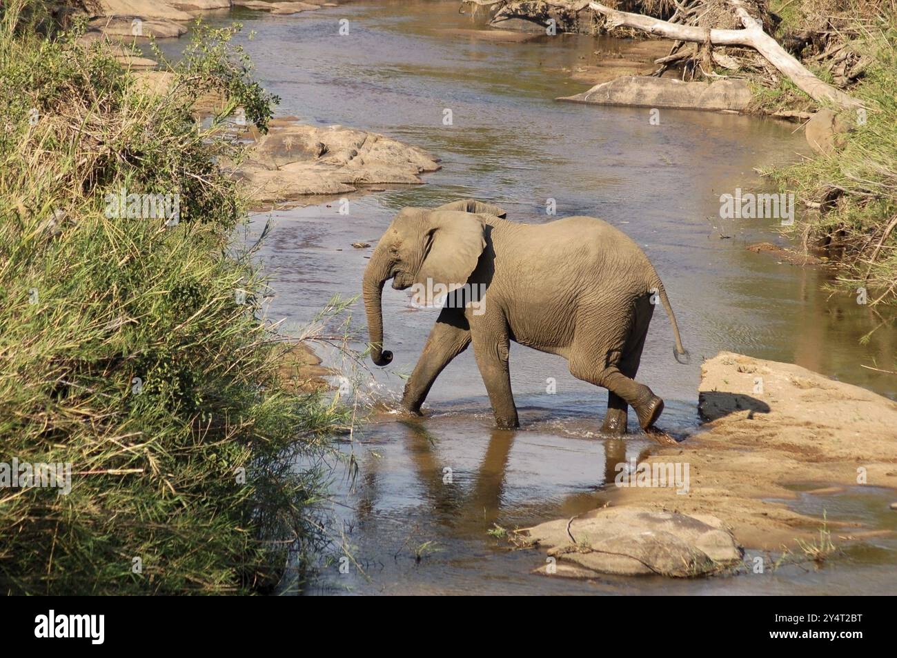 An African Elephant crossing a river in the Kruger Park, South Africa ...