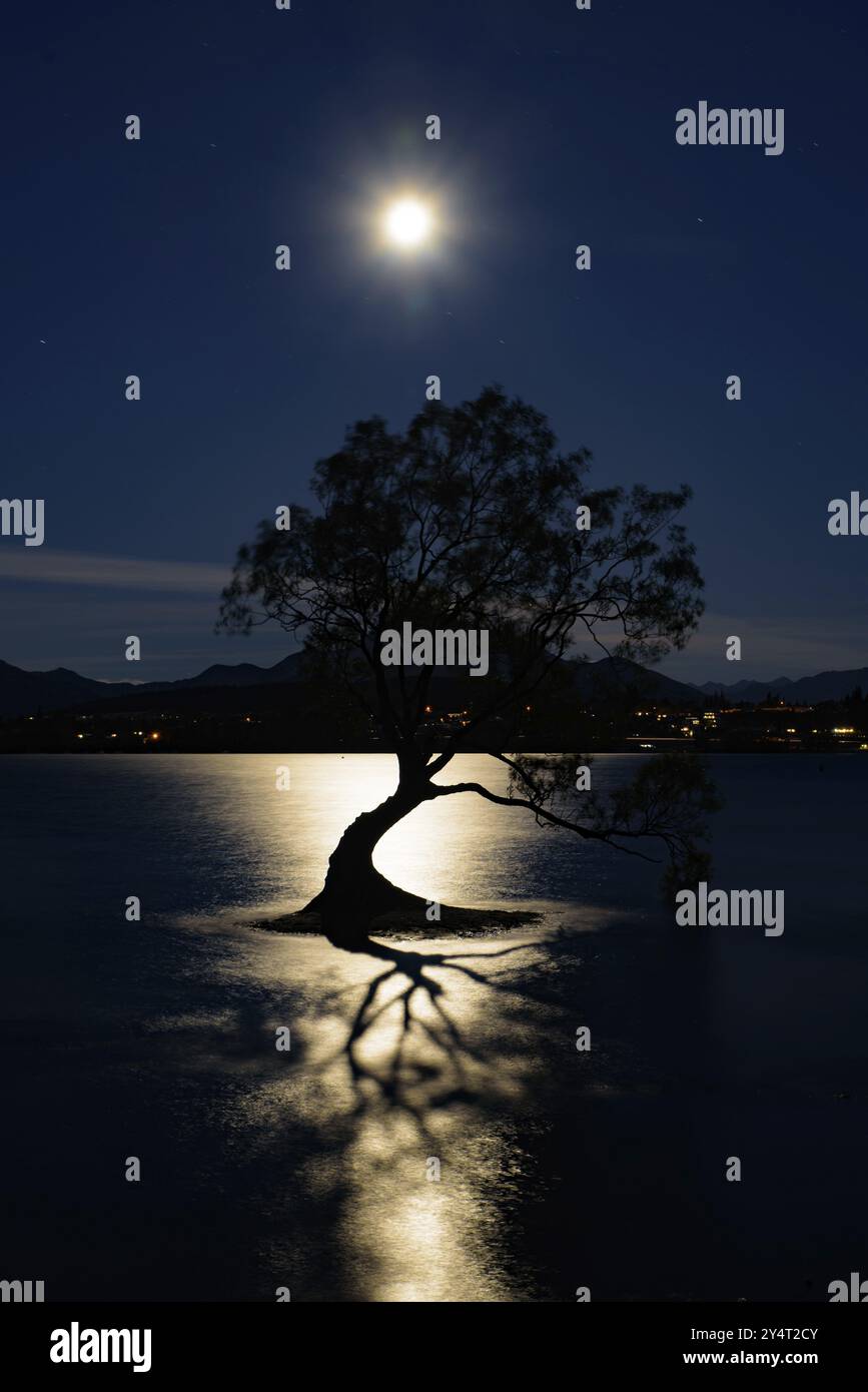 Night view of Wanaka tree and Lake Wanaka in moonlight, New Zealand ...