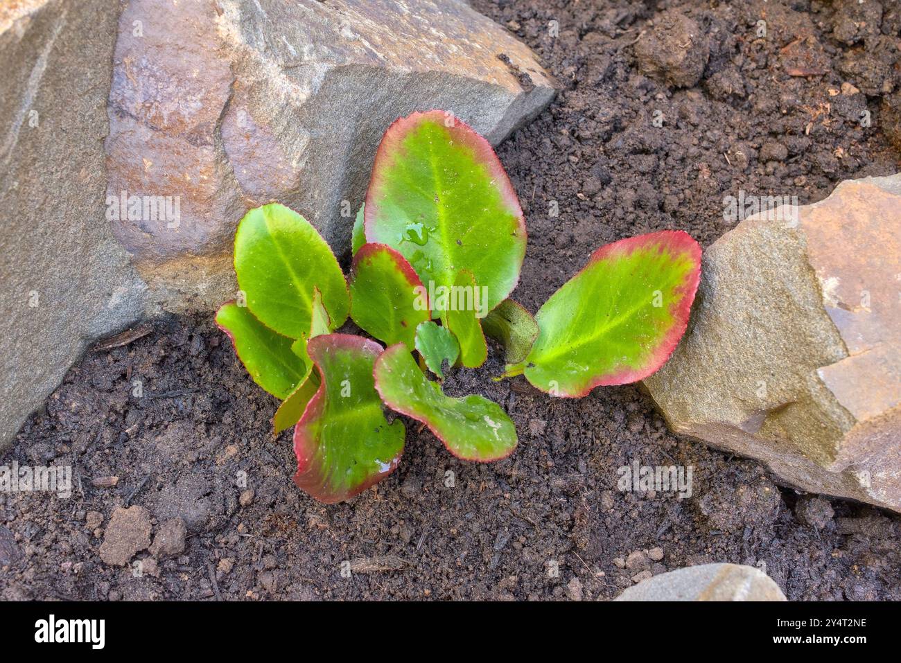 Rockery perennial hi-res stock photography and images - Alamy