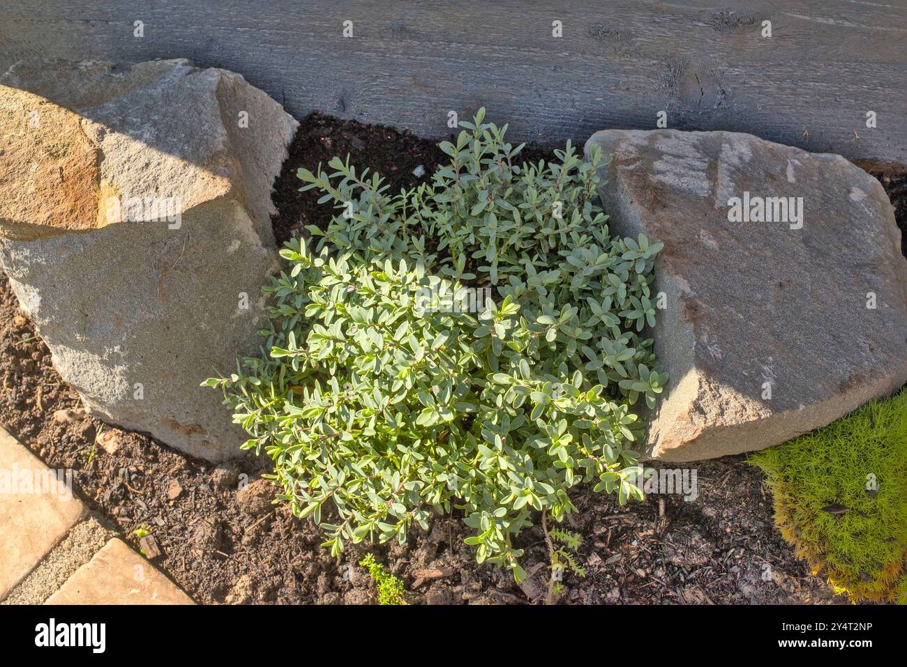 Close up from above of a small Hebe pinguifolia pagei in a rockery with ...